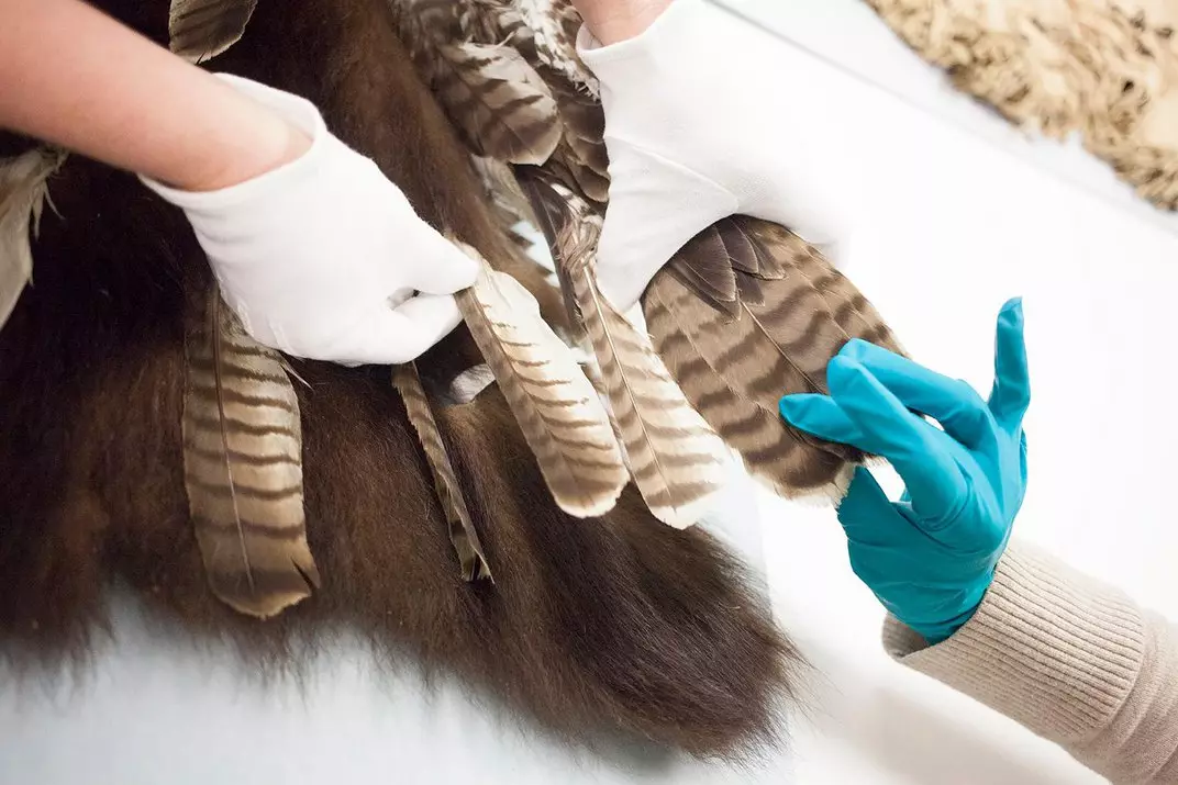 Contando a historia dos tesouros dos nativos americanos do século XIX a través de plumas de aves 33487_6