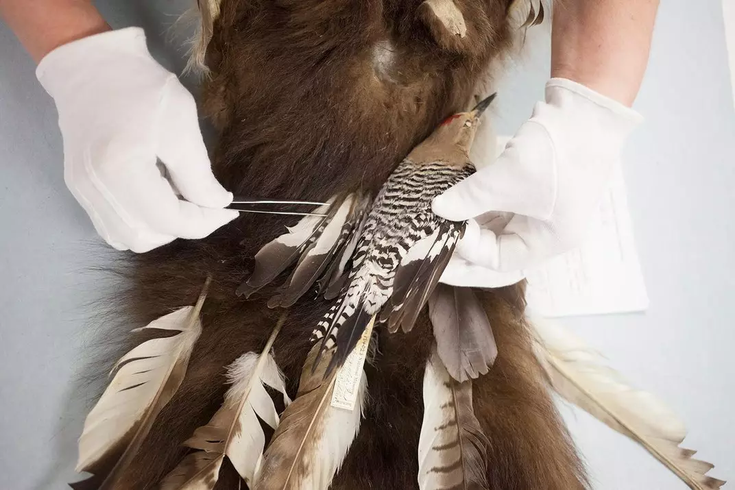 Contando a historia dos tesouros dos nativos americanos do século XIX a través de plumas de aves 33487_7