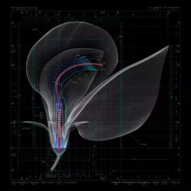 Une vue latérale de Lathyrus odoratus L. 2009-2012. Par Macoto Murayama