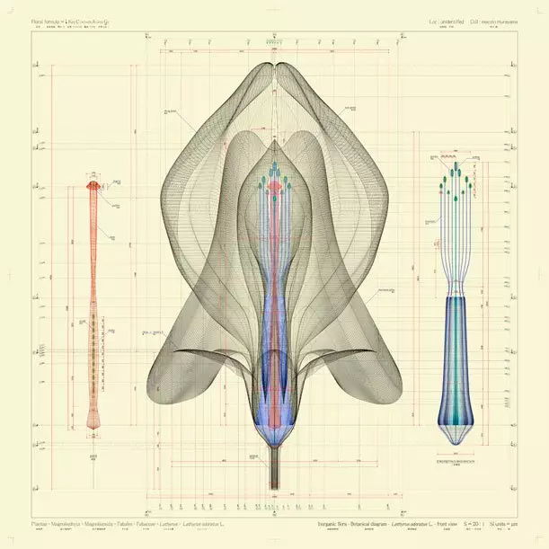 Выгляд спераду Lathyrus odoratus L. 2009-2012. Макато Мураяма