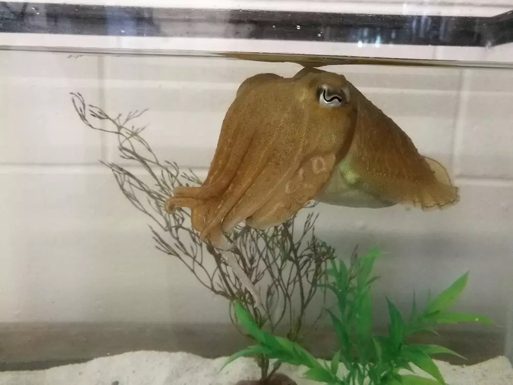 En lysebrun blekksprut i et akvarium