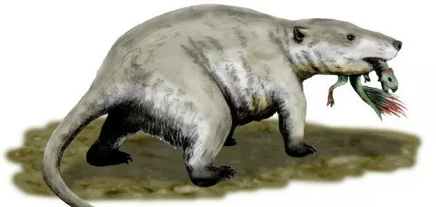 Rat-eating-dino-hero-2.jpgA การฟื้นฟู Repenomamus ที่กินขนมบน Psittacosaurus ตัวน้อย