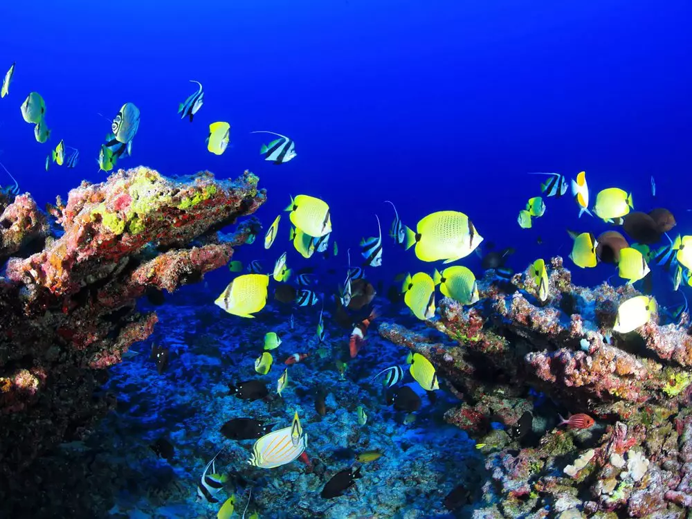 coral-reef-954057_1280.jpg