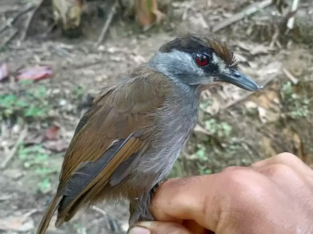 Nonyana ea Babbler e Lahlehileng Nako e Telele e Ngotsoeng Borneo Lekhetlo la Pele ka Lilemo tse fetang 170