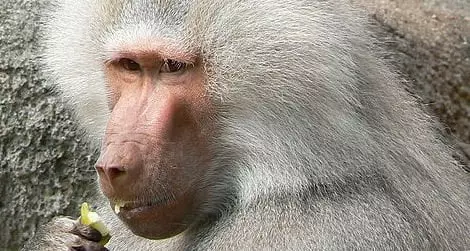 하마드리아스 개코원숭이