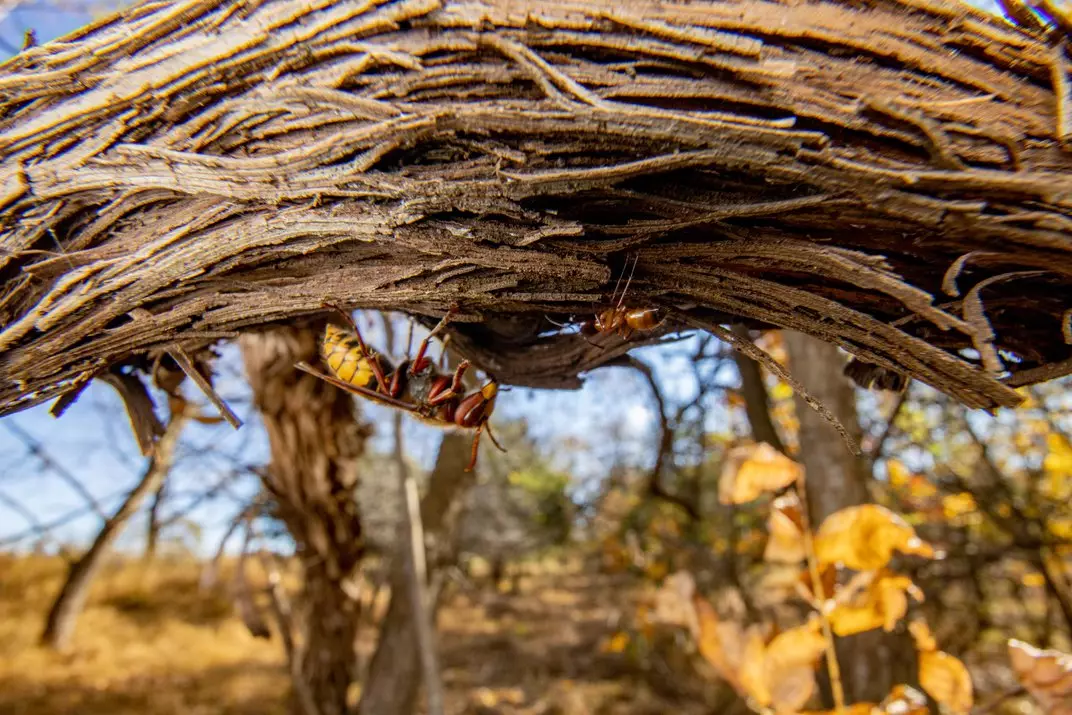 Dibana ne-Ecologist efuna ukuba ukhulule indle kwiyadi yakho yangasemva 33578_17