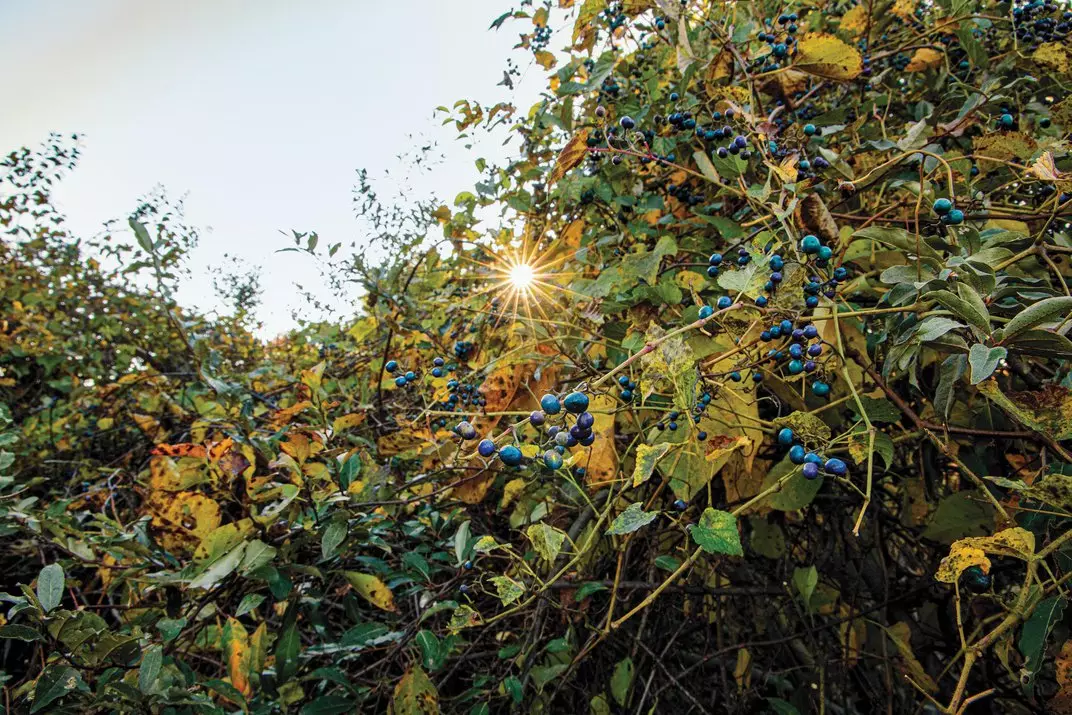 Umbono okufutshane we-porcelain-berry vines