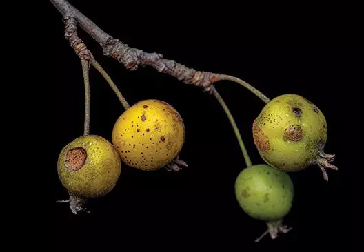 Vala umbono weecrabapples