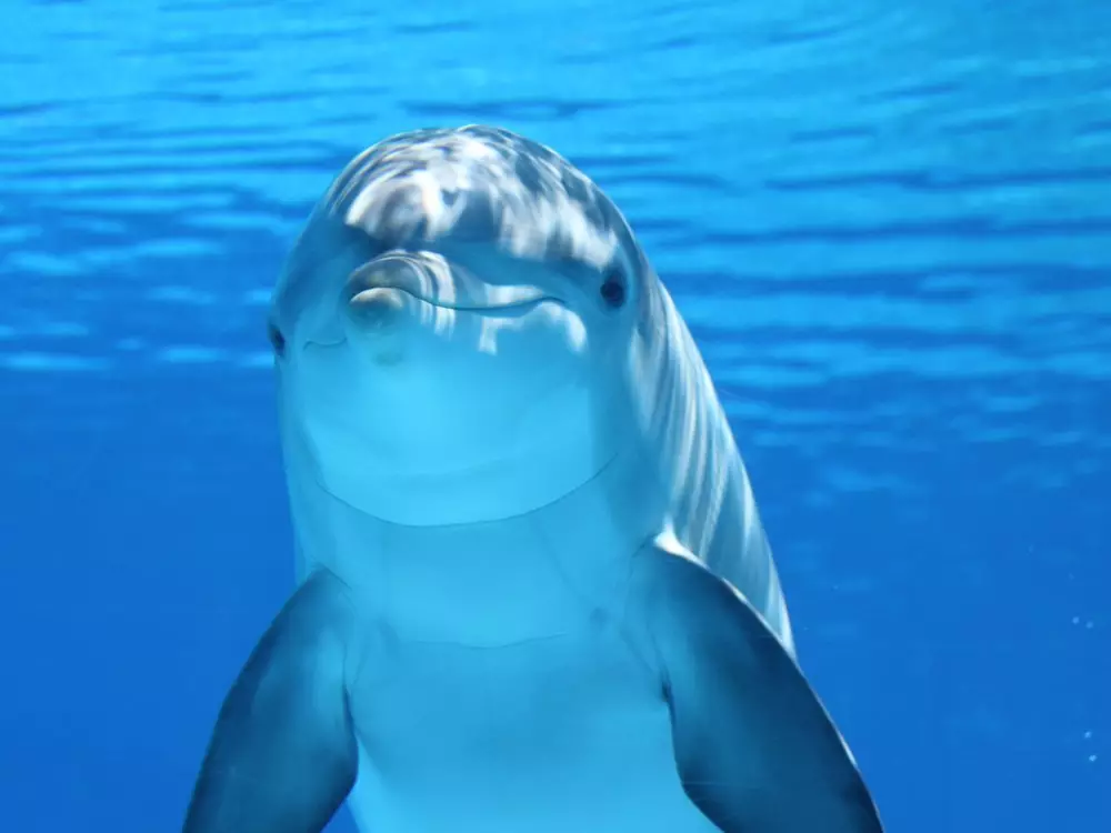 Èske Snot ede Dolphins Echolocate?