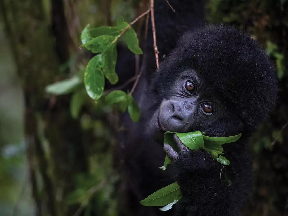 Ukuntu Gorillas yo muri Afurika Yagarutse Yagarutse