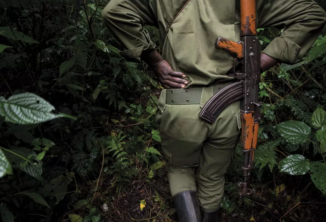 Como os gorilas da montanha da África encenaram um retorno 33632_10