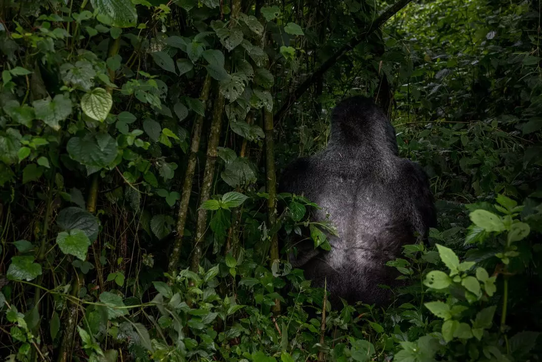 Kongomani, um gorila da montanha de costas prateadas (atrás)