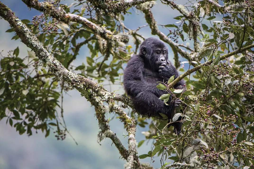 Juvenil no Parque Nacional Impenetrável de Bwindi