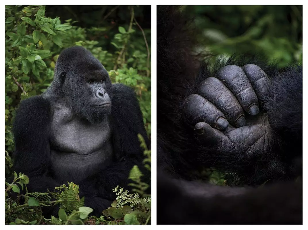 Lengst til vinstri, silfurbakur í Volcanoes National Park. Til vinstri, hönd górillu í Rugendo hópnum sem býr í Virunga þjóðgarðinum.