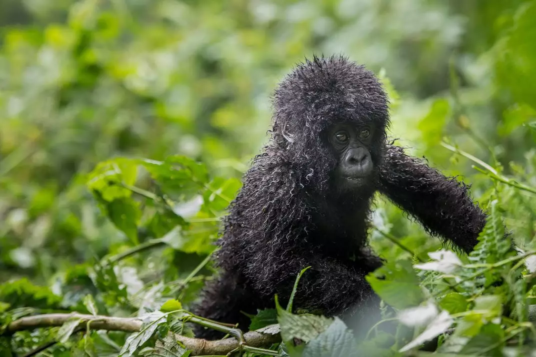 Ntibisanzwe, um gorila da montanha infantil macho (filho de Nyiramurema) do grupo de gorilas Kwitonda no Parque Nacional dos Vulcões.