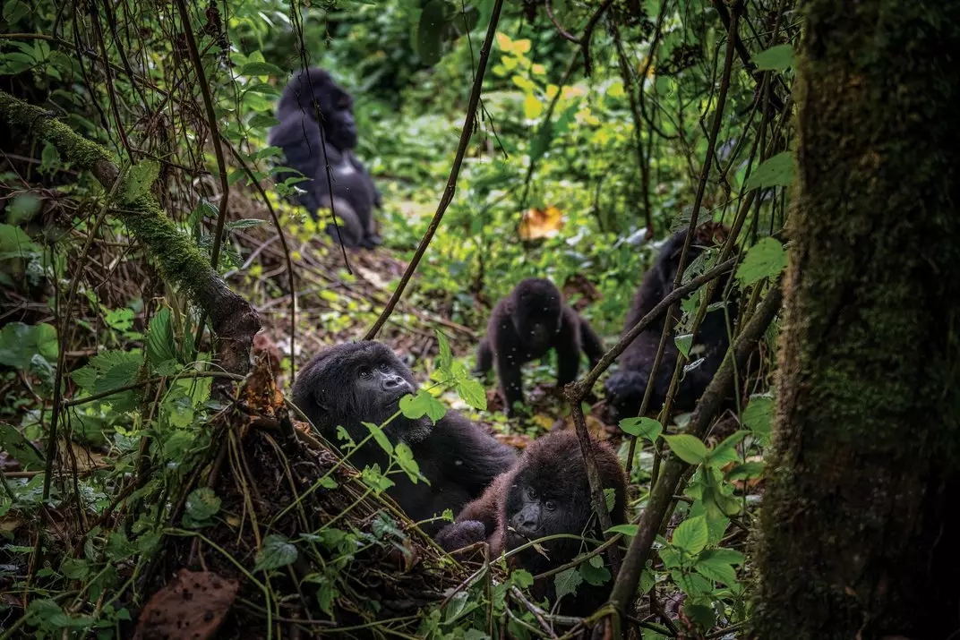 No Parque Nacional de Virunga, um grupo de 23 membros, Kabirizi.