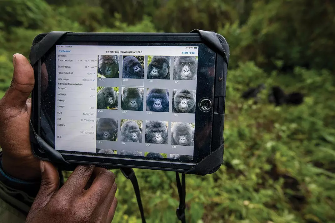 Como os gorilas da montanha da África encenaram um retorno 33632_9