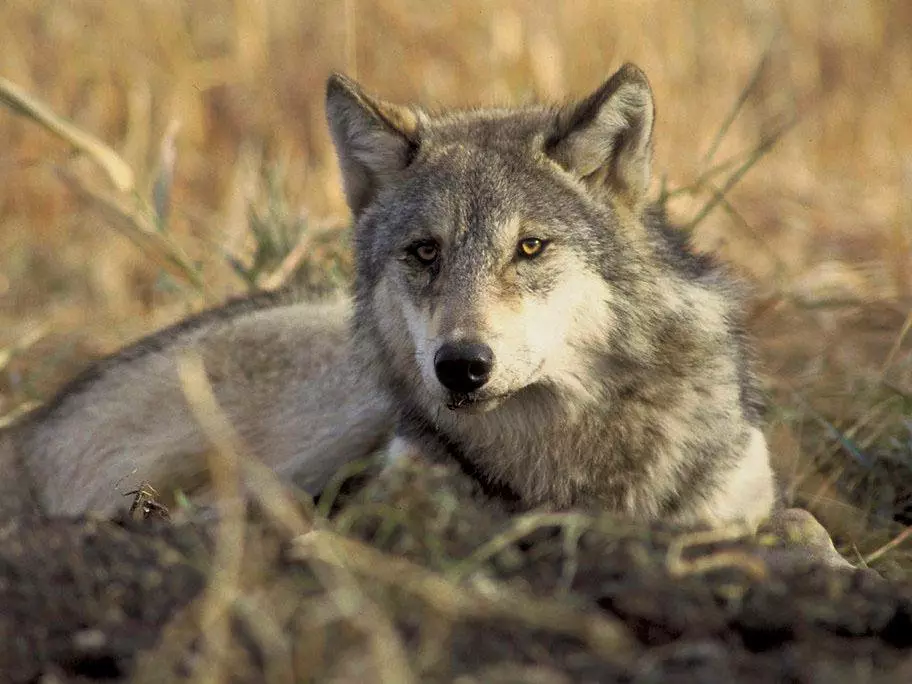 Usa ka gray nga lobo naglingkod sa taas nga balili nga nagtan-aw sa camera