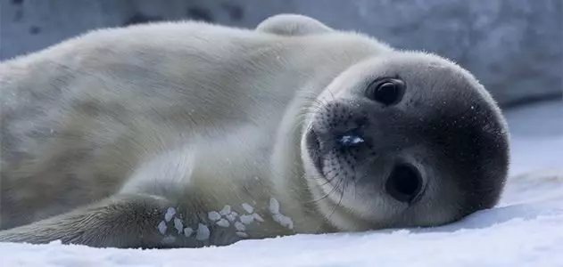 Kūdikis Weddell Seal
