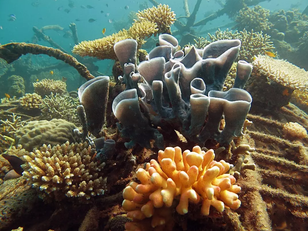 Kini nga Coral Restoration Technique Mao ang 'Electrifying' sa Balinese Village 33660_4