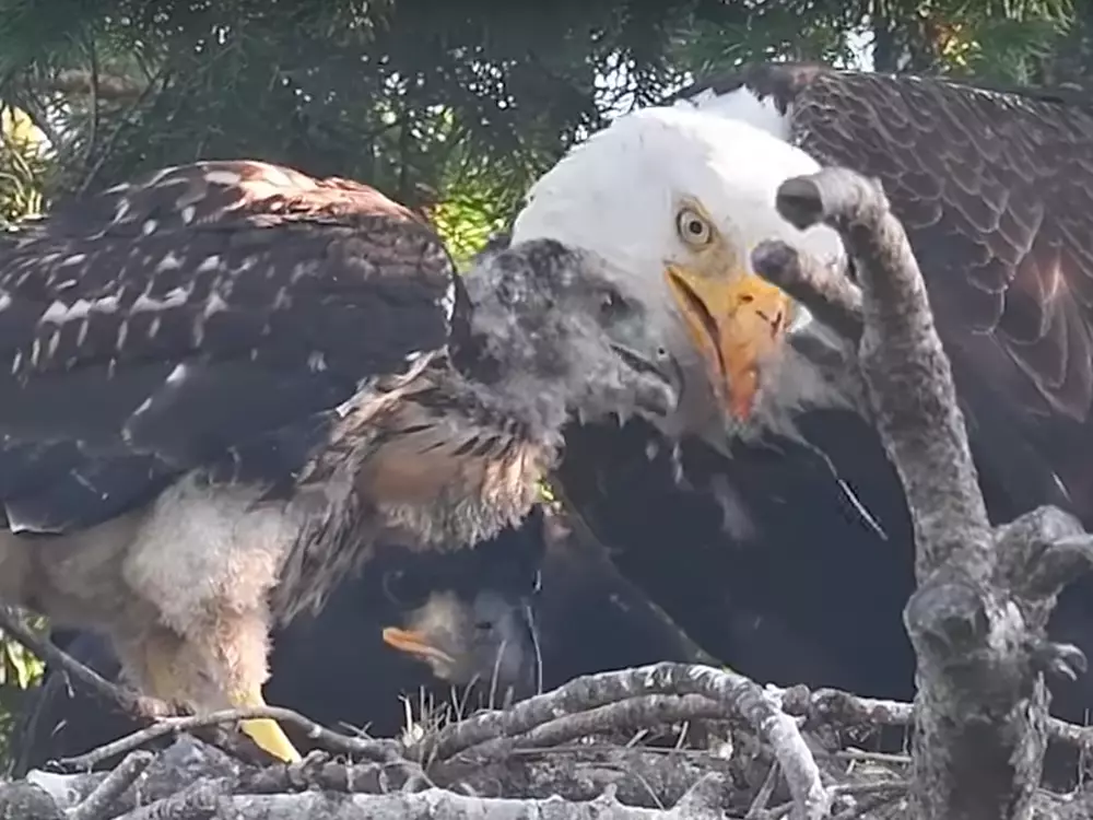 Eagles Adopt—Not Attack—a Red-Tailed Hawk Chick