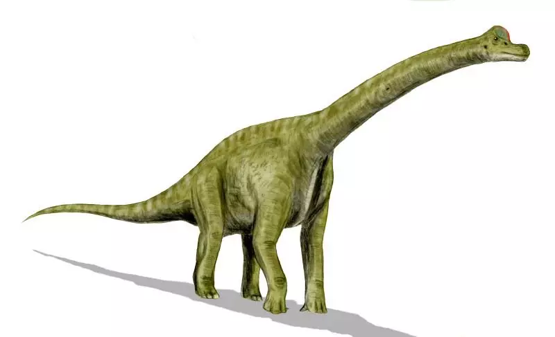 En grønn brachiosaurus er avbildet