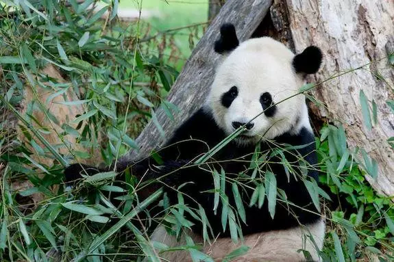 Živalski vrt nahrani Tian Tian do 100 funtov bambusa vsak dan.