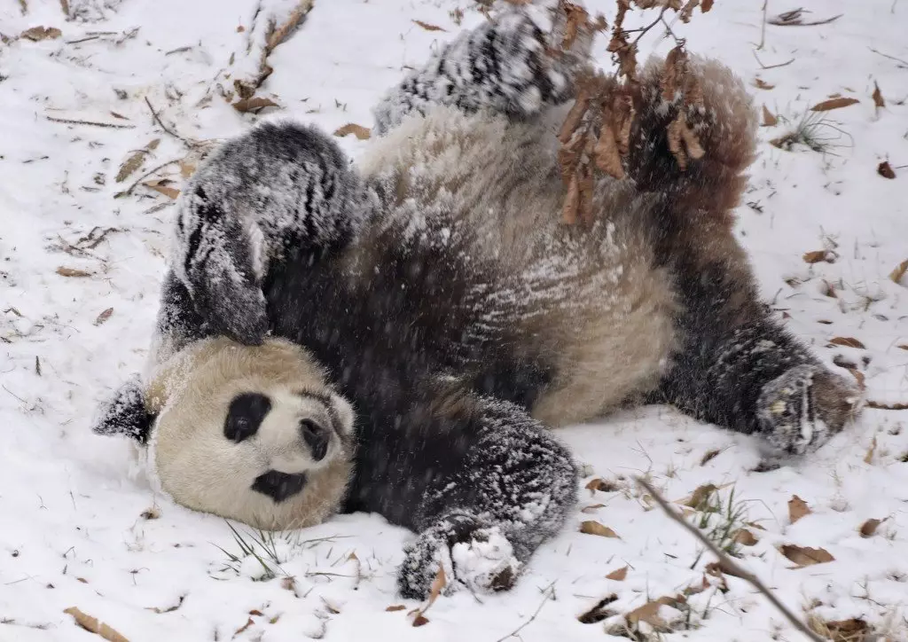 Mei Xiang speel in die sneeu!