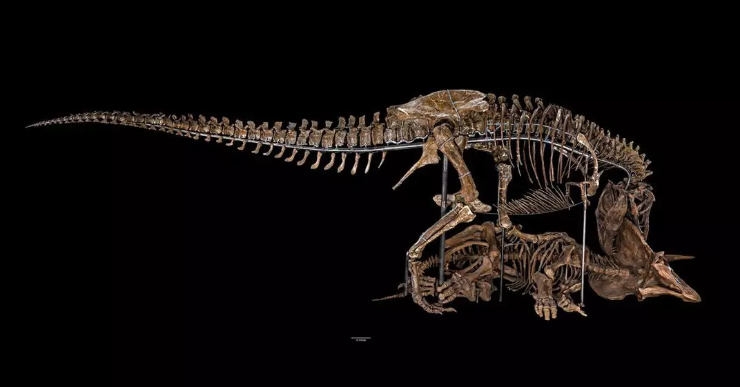 T-rex skeleton média sosial