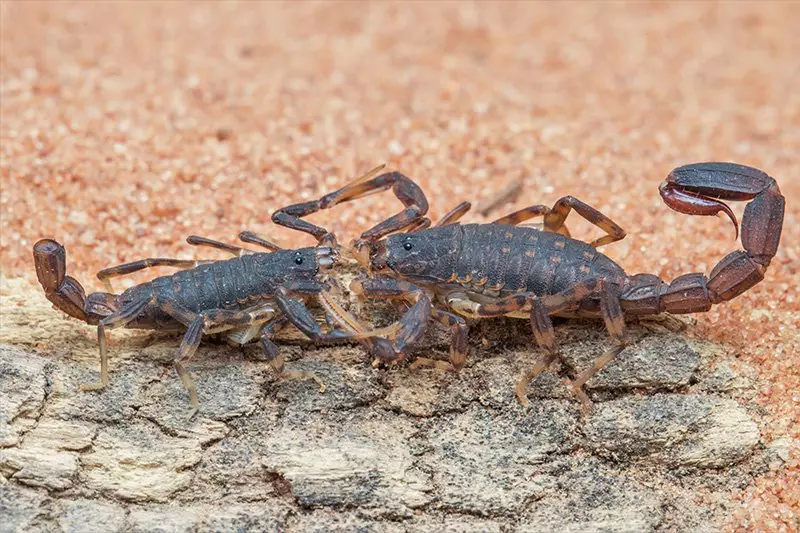 Skorpionide paaritumine