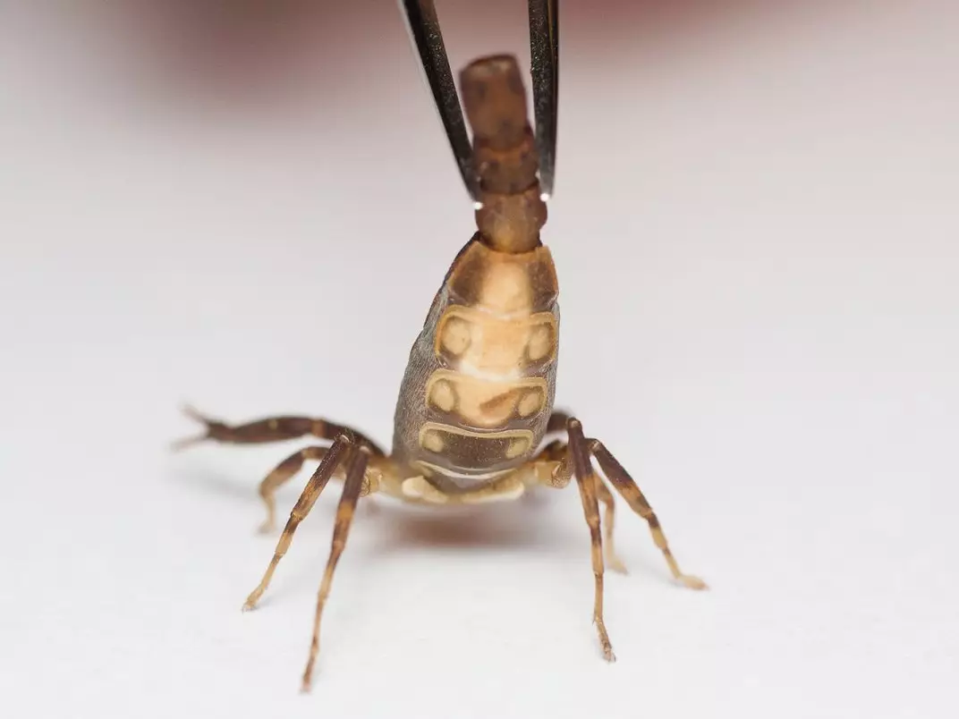 Scorpion Sembelit