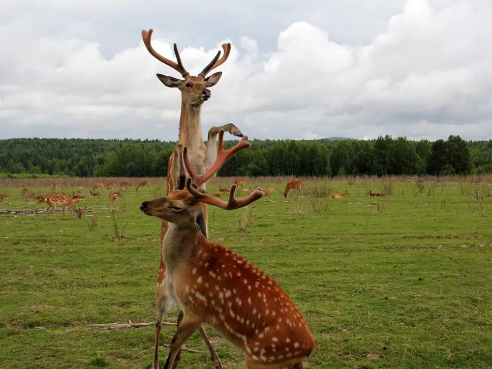 Antlers binne wûnderlike gesichtsorganen dy't de sûnens fan 'e minske kinne profitearje