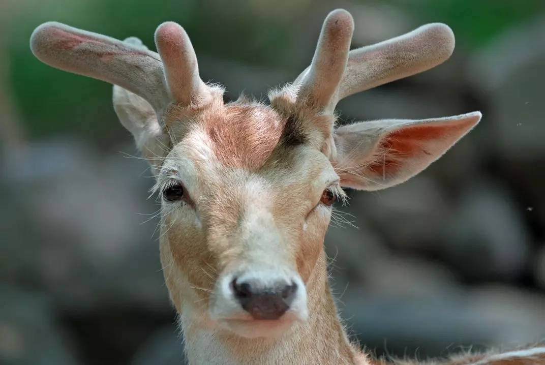 Ang Antlers Maoy Milagro nga mga Organo sa Nawong nga Makabenepisyo sa Panglawas sa Tawo