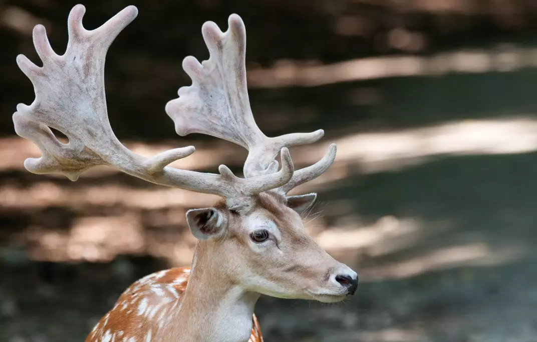 Antlers si wonnerbar Gesiichtsorganer déi d'mënschlech Gesondheet kënne profitéieren