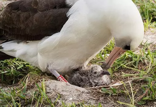 Oudst bekende wilde vogel komt uit kuiken op 70-jarige leeftijd