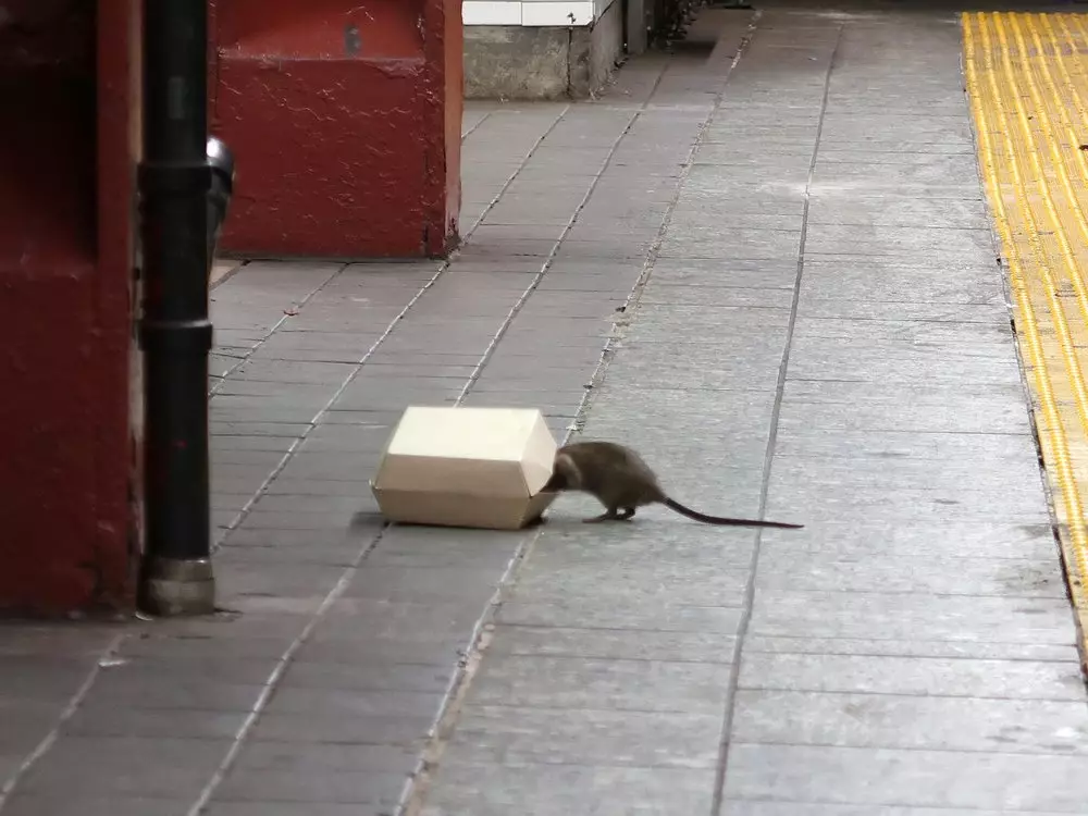 地鐵老鼠的頭放在外賣容器裡