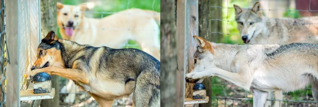 Lupo e cane