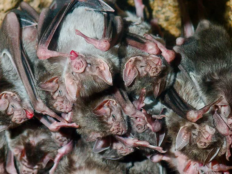 Quando a doença ataca, mães morcegos-vampiros ainda se socializam com seus filhos