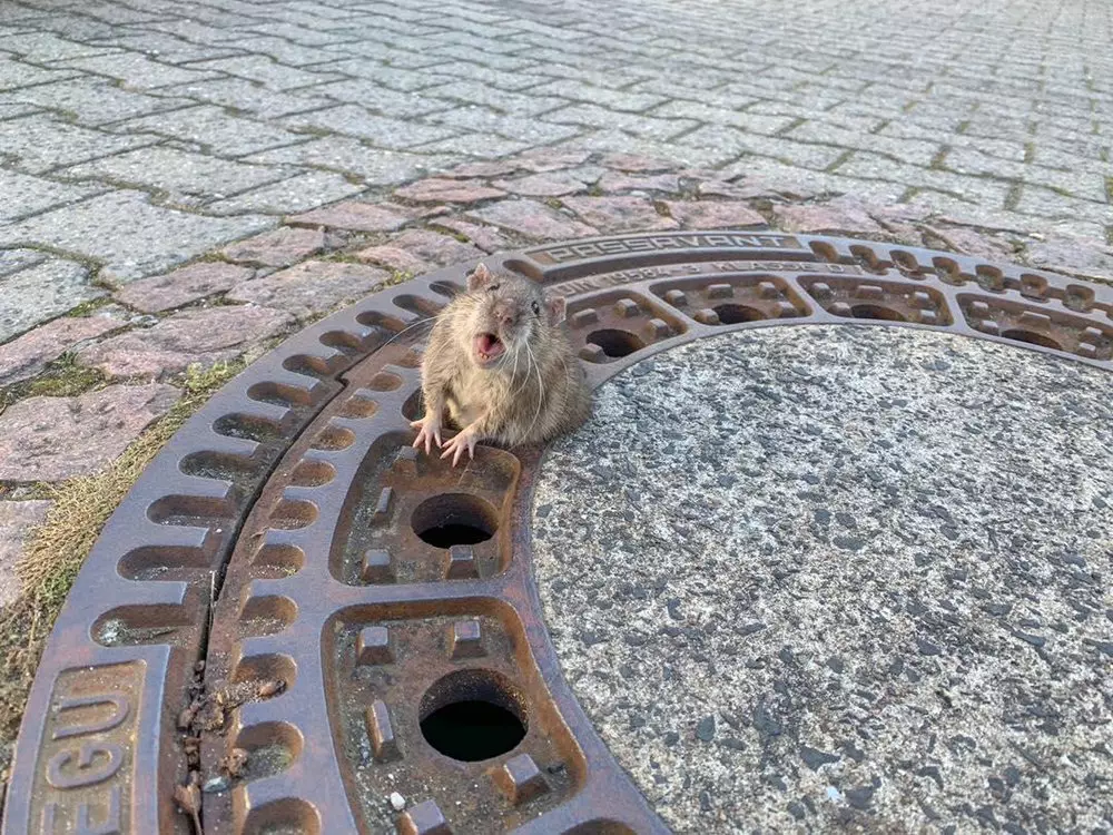 Chubby Rat Stuck na Manhole mkpuchi nke ndị ọrụ mgbanyụ ọkụ na-atụ ụjọ napụtara