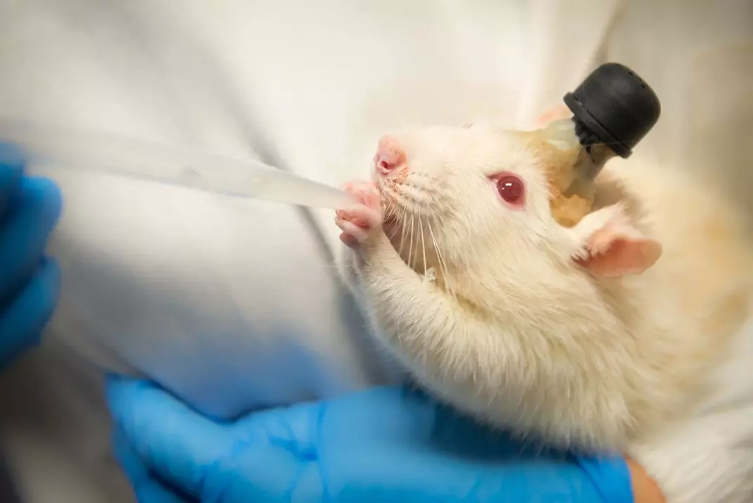 Implante de cerebro de rata de laboratorio