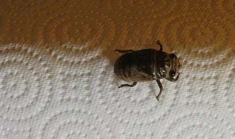 Ilang Kasal ang Masisira ng Cicadas Ngayong Tag-init?