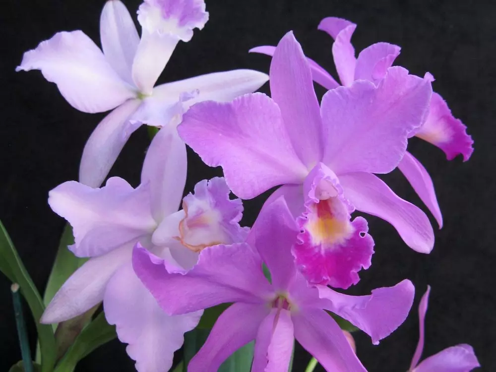 Umu ndi Momwe Olima Horticulturalists Anapangira Orchid ya Michelle Obama