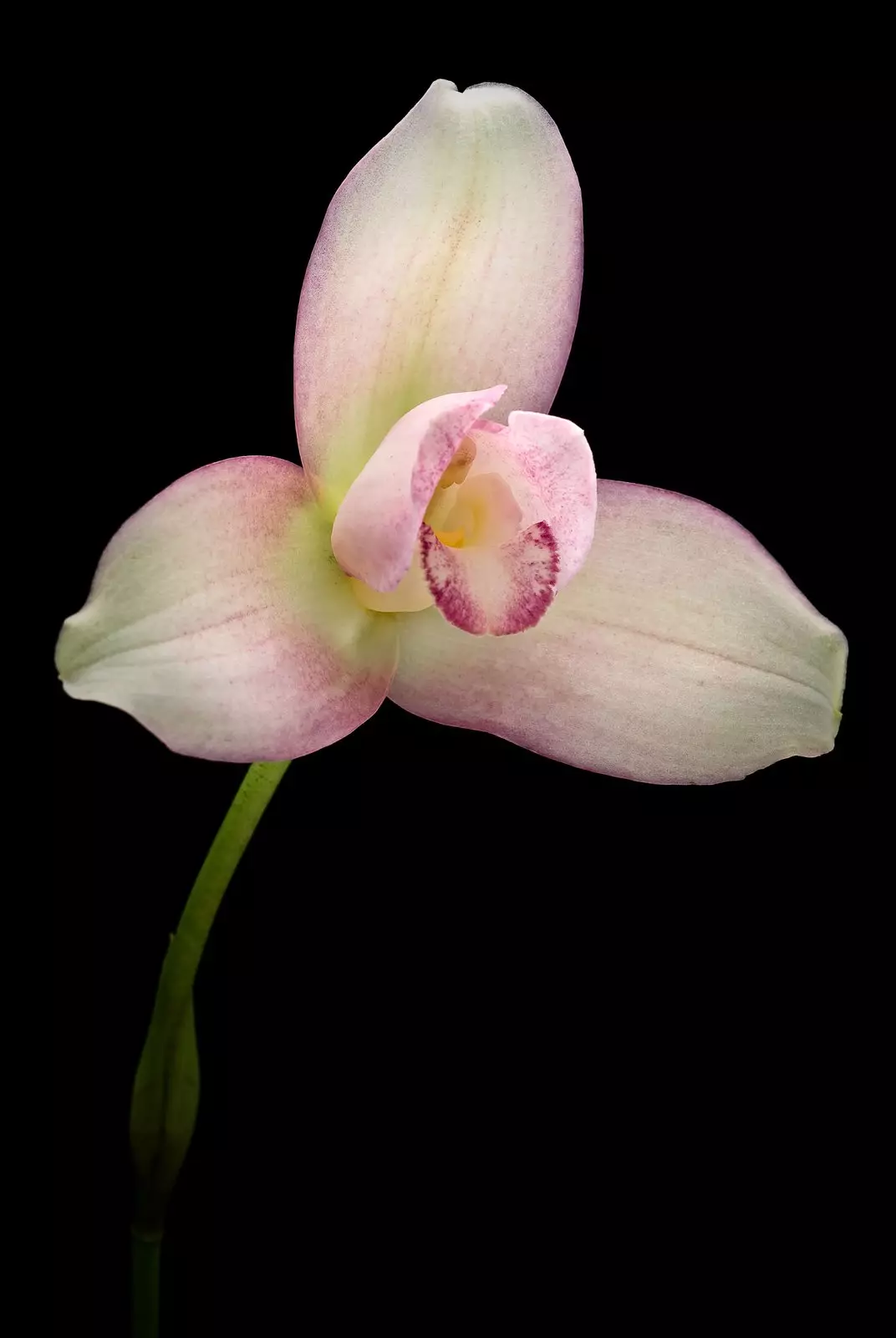 Бул жерде багбанчылар Мишель Обаманын орхидеясын кантип жасашкан 33860_2