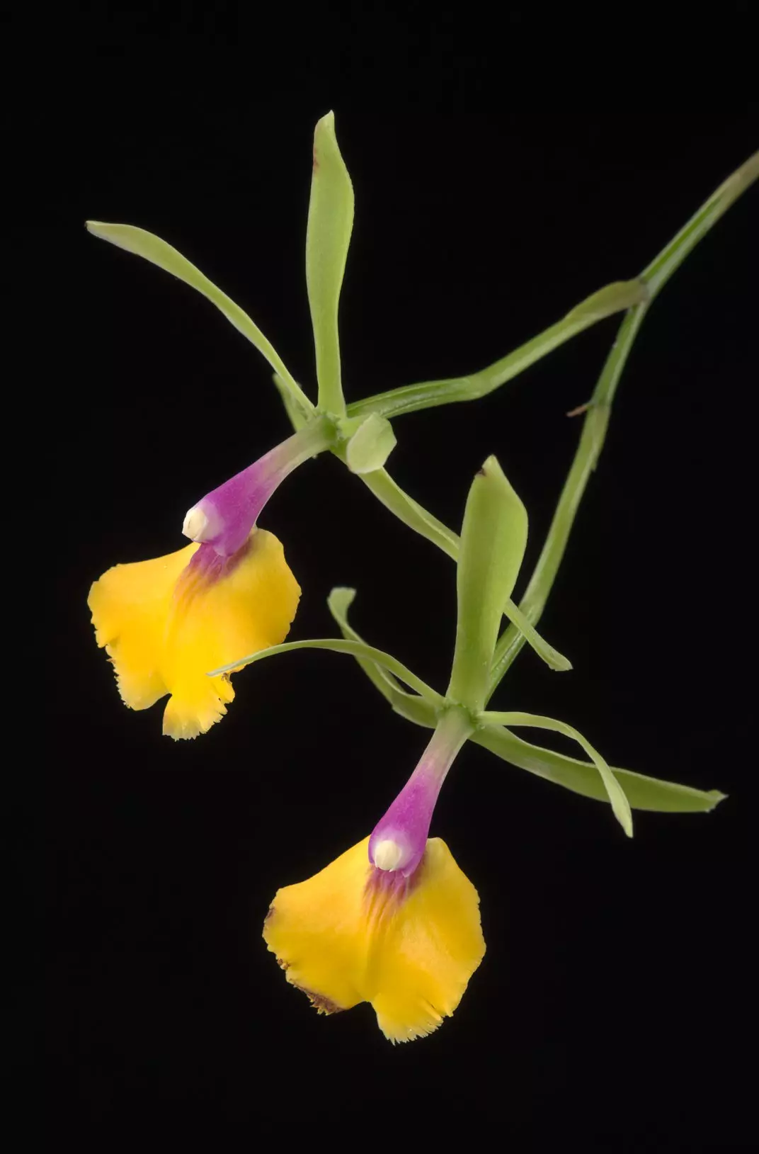 Бул жерде багбанчылар Мишель Обаманын орхидеясын кантип жасашкан 33860_3