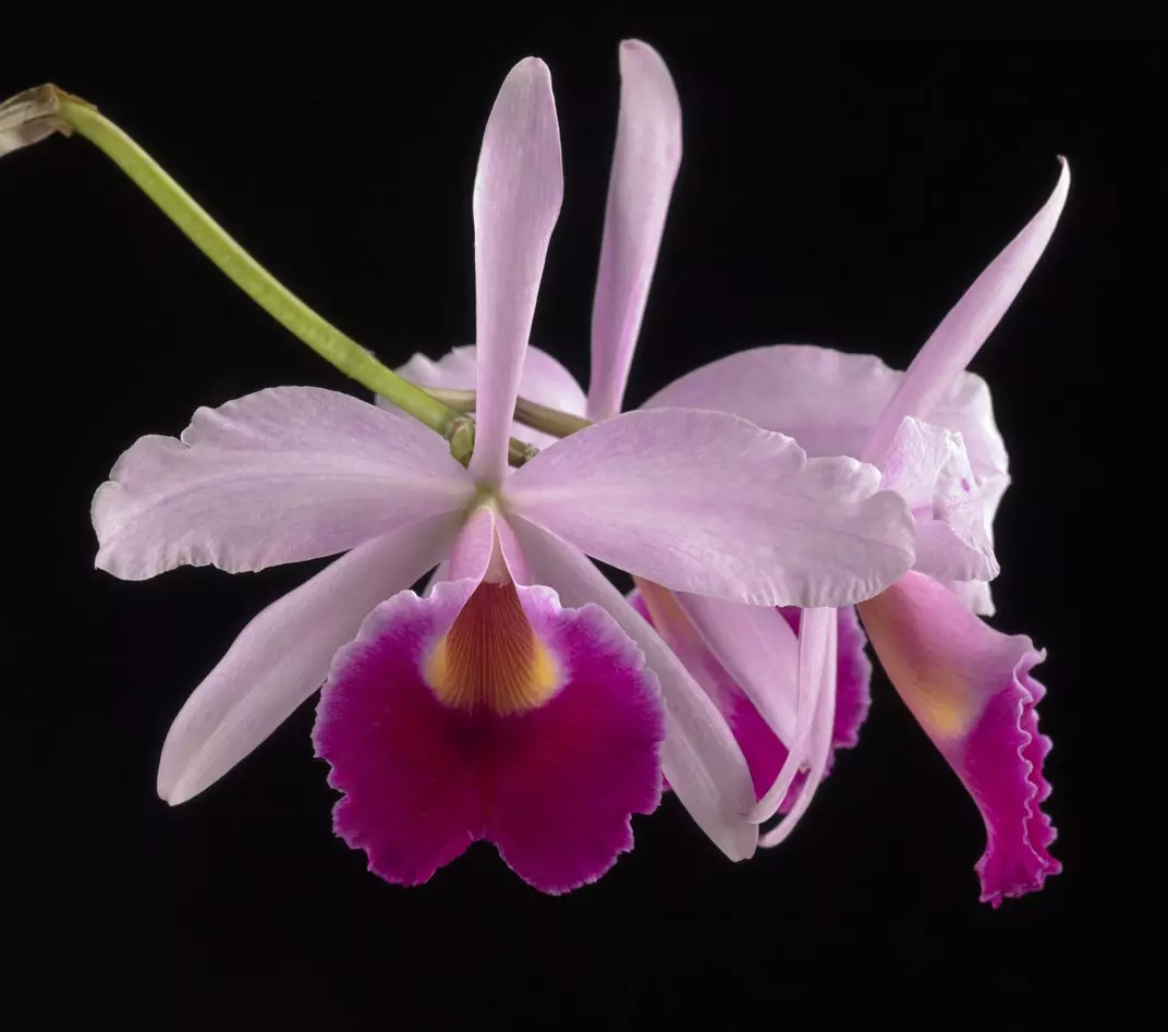 Бул жерде багбанчылар Мишель Обаманын орхидеясын кантип жасашкан 33860_4