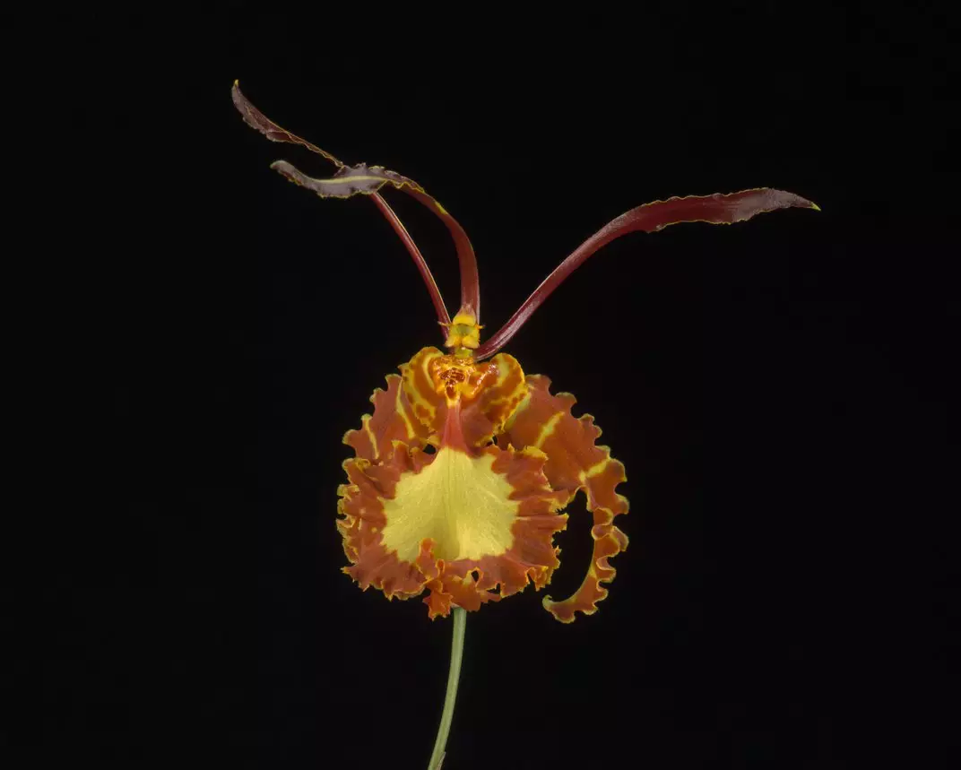 Бул жерде багбанчылар Мишель Обаманын орхидеясын кантип жасашкан 33860_5