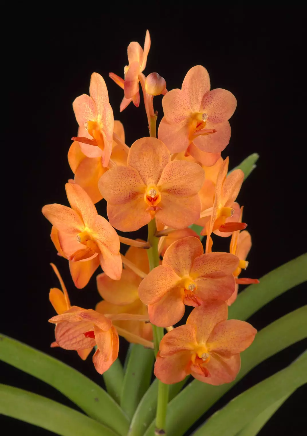 Бул жерде багбанчылар Мишель Обаманын орхидеясын кантип жасашкан 33860_7