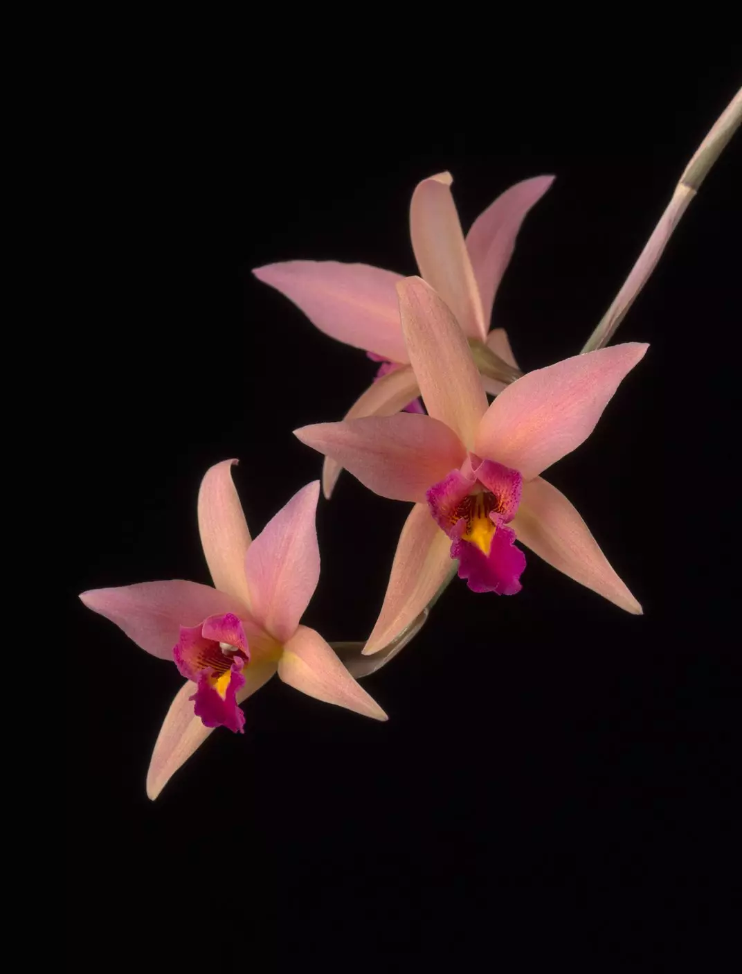 Бул жерде багбанчылар Мишель Обаманын орхидеясын кантип жасашкан 33860_9