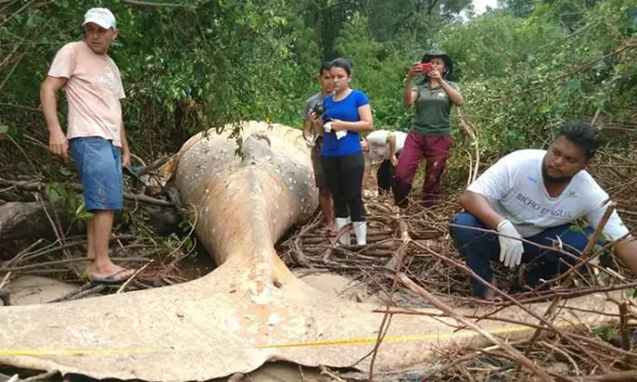 À medida que as baleias jubarte migram para a Antártida, um retardatário chega à costa na Amazônia