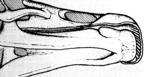 Kumangidwanso kwa chigaza cha Edmontosaurus LACM 23502, ndi mlomo wozikidwa pa nkhungu zachilengedwe.